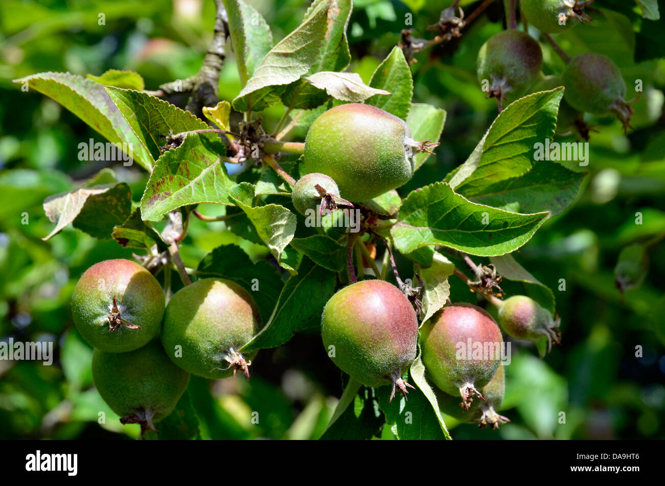 Young fruit on a Coxes Orange Pippin apple tree Stock Photo - Alamy