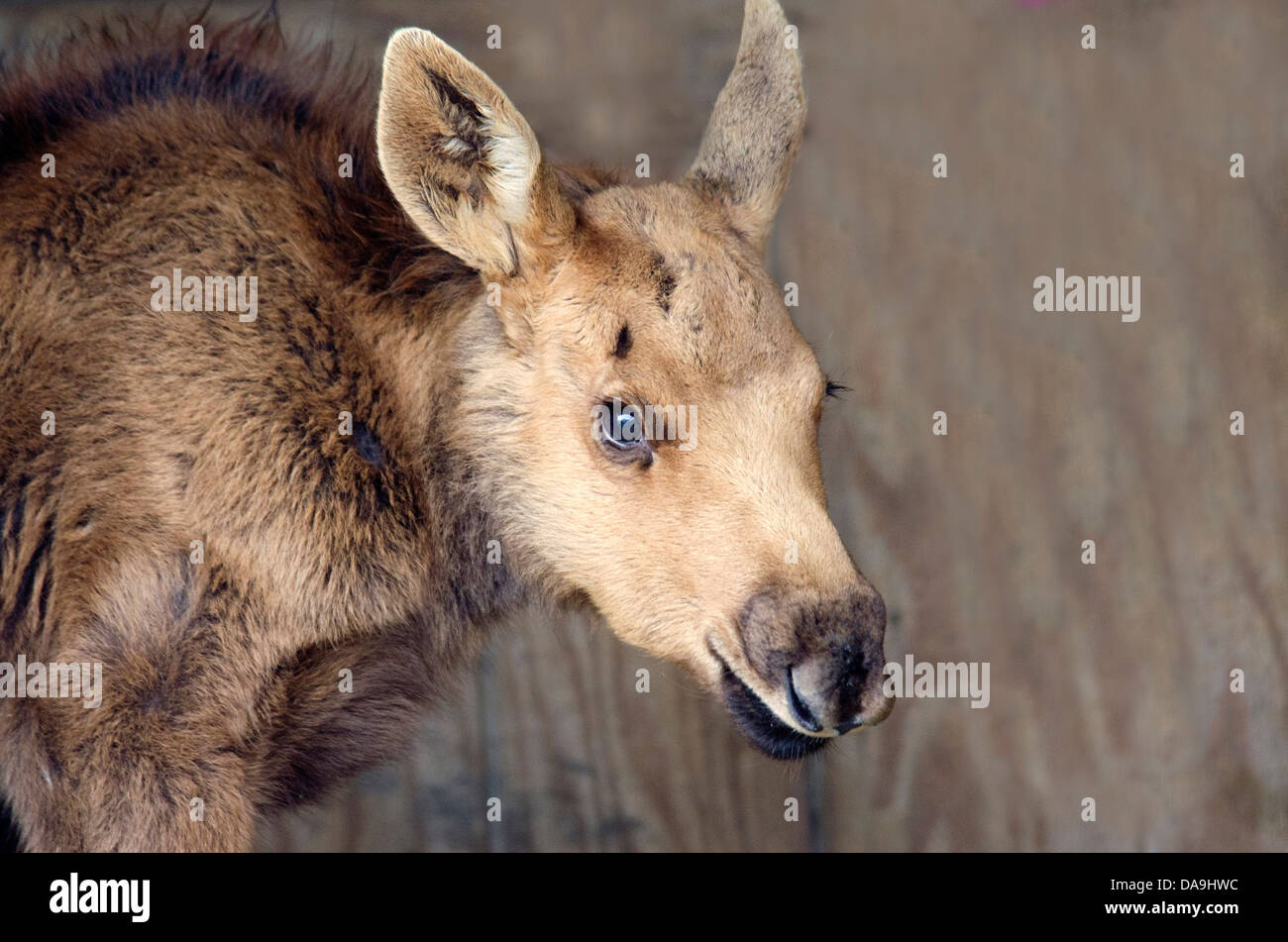 moose, calf, alces alces, Alaska, wildlife, conservation center, animal ...