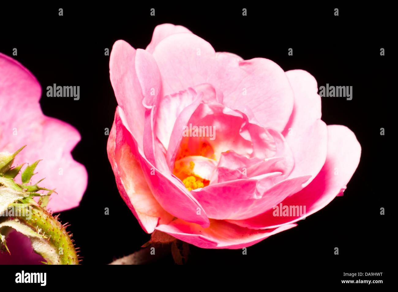Macro rose shot hi-res stock photography and images - Alamy