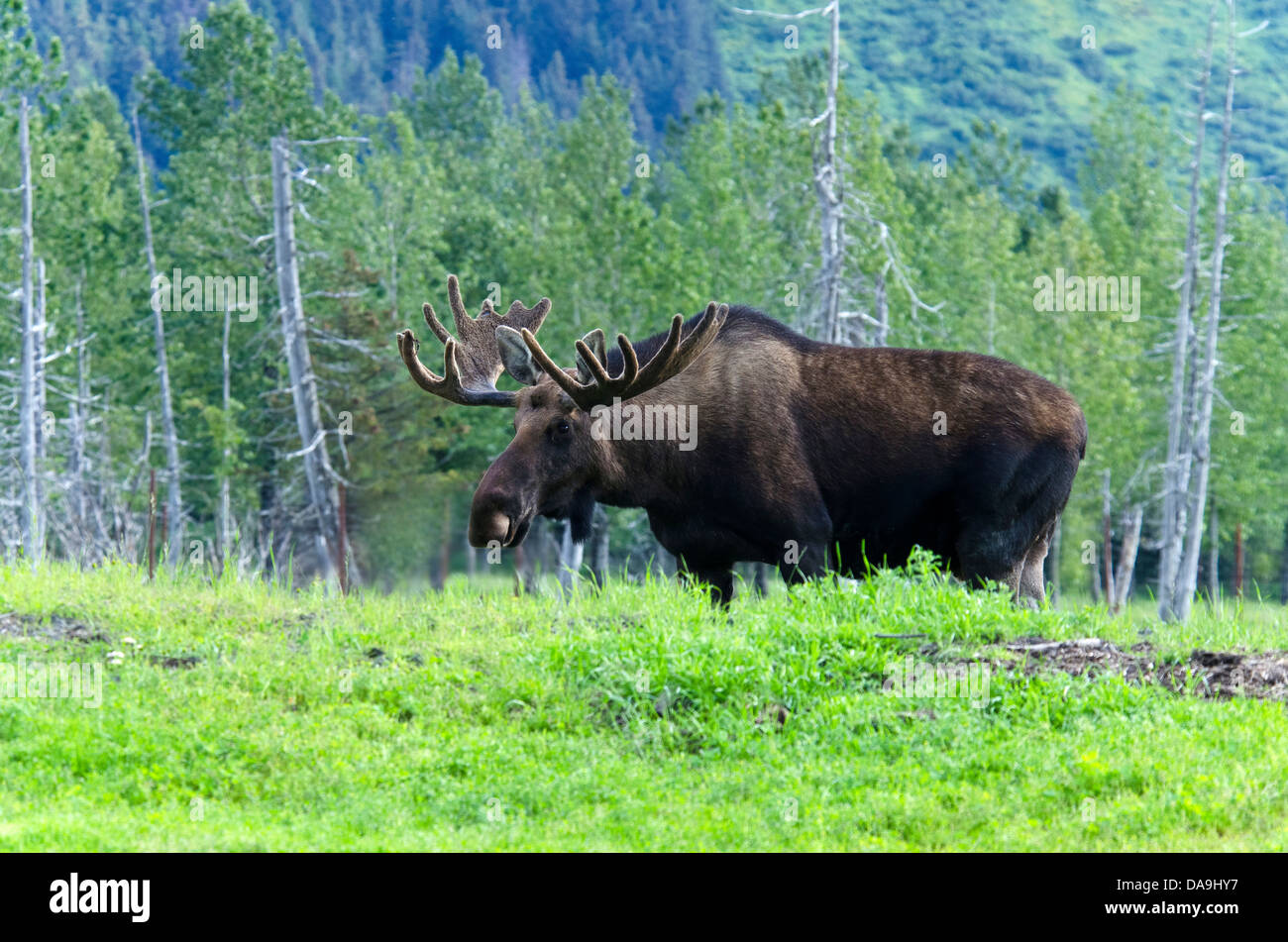 moose, alces alces, animal, Alaska, wildlife, conservation center, USA ...