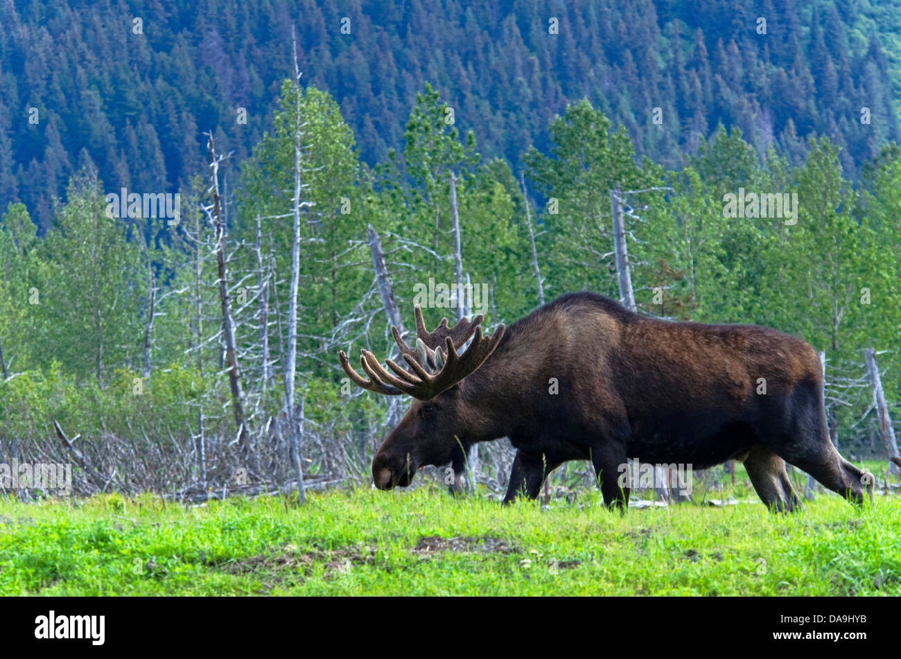 Alaska wildlife conservation center hi-res stock photography and images ...