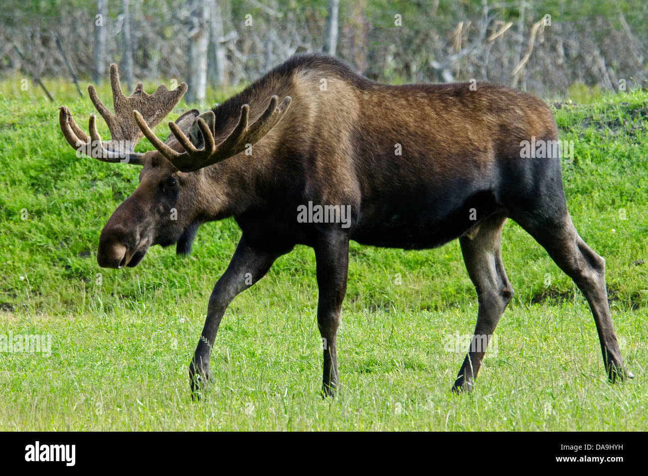 moose, alces alces, animal, Alaska, wildlife, conservation center, USA ...