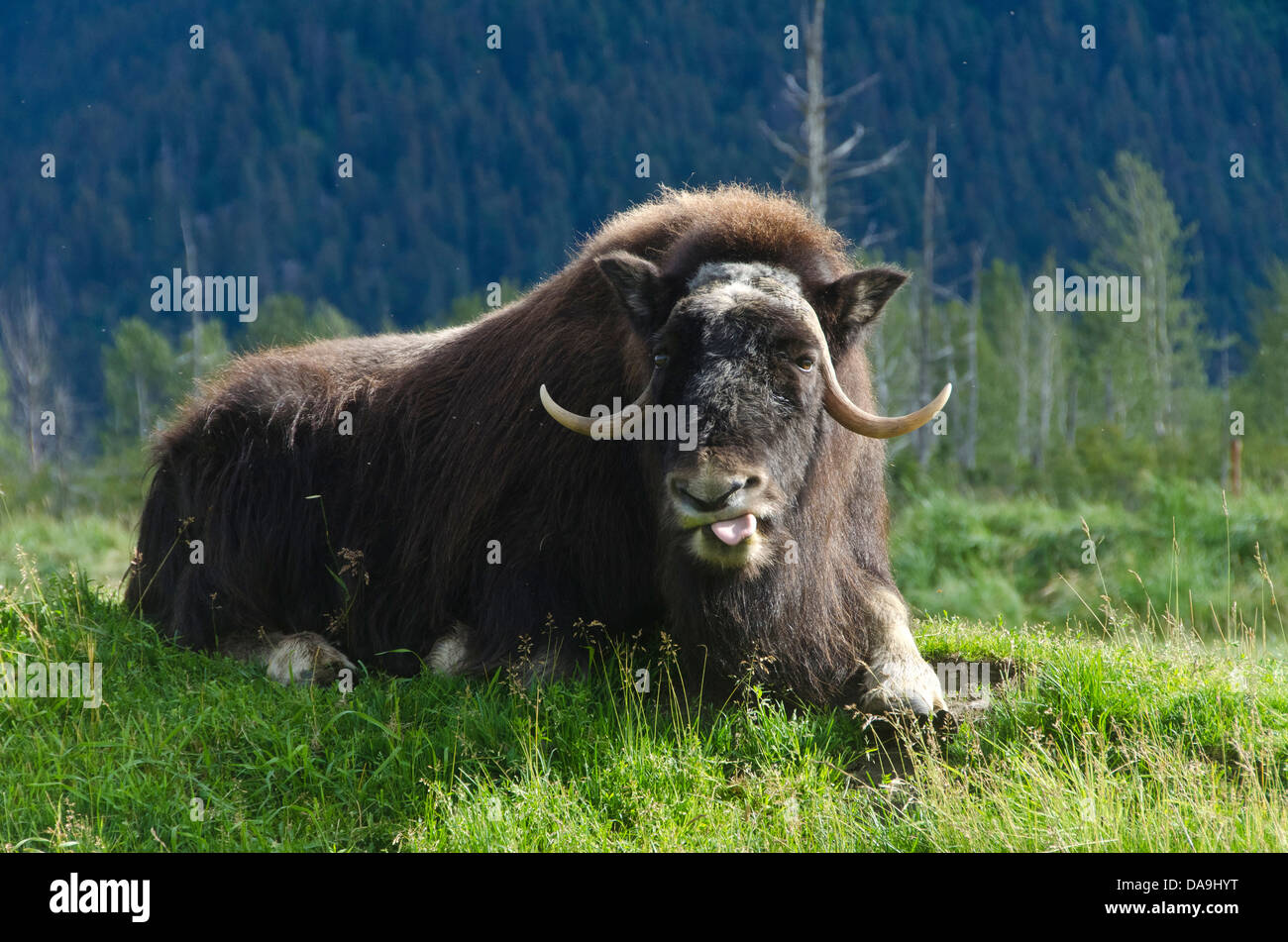 Ox animal hi-res stock photography and images - Alamy