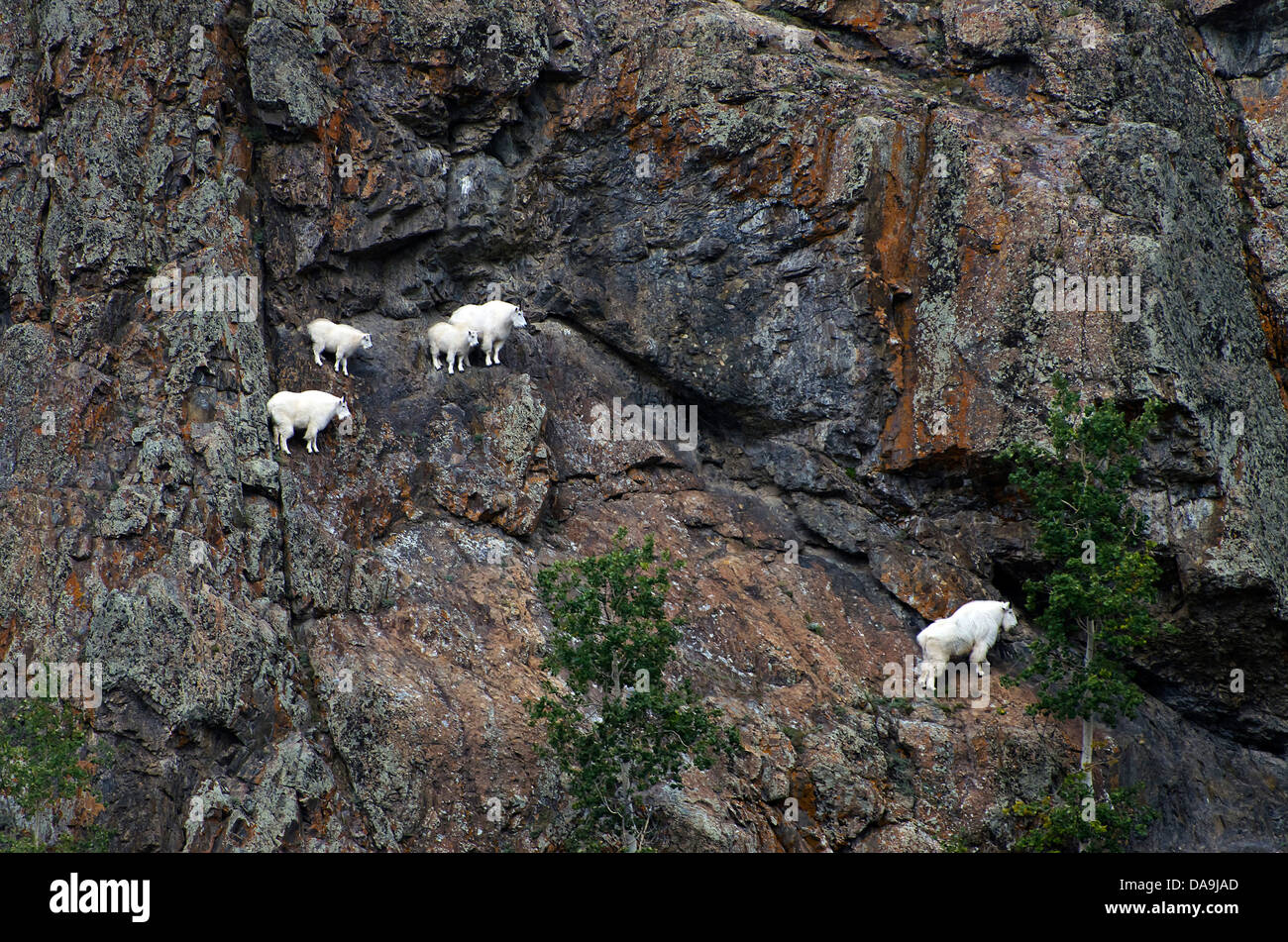 mountain goats, oreamnos americanus, Yukon, Canada, goats, animal Stock ...