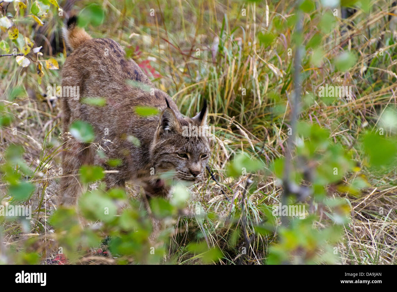 Lynx canadensis cat hi-res stock photography and images - Alamy