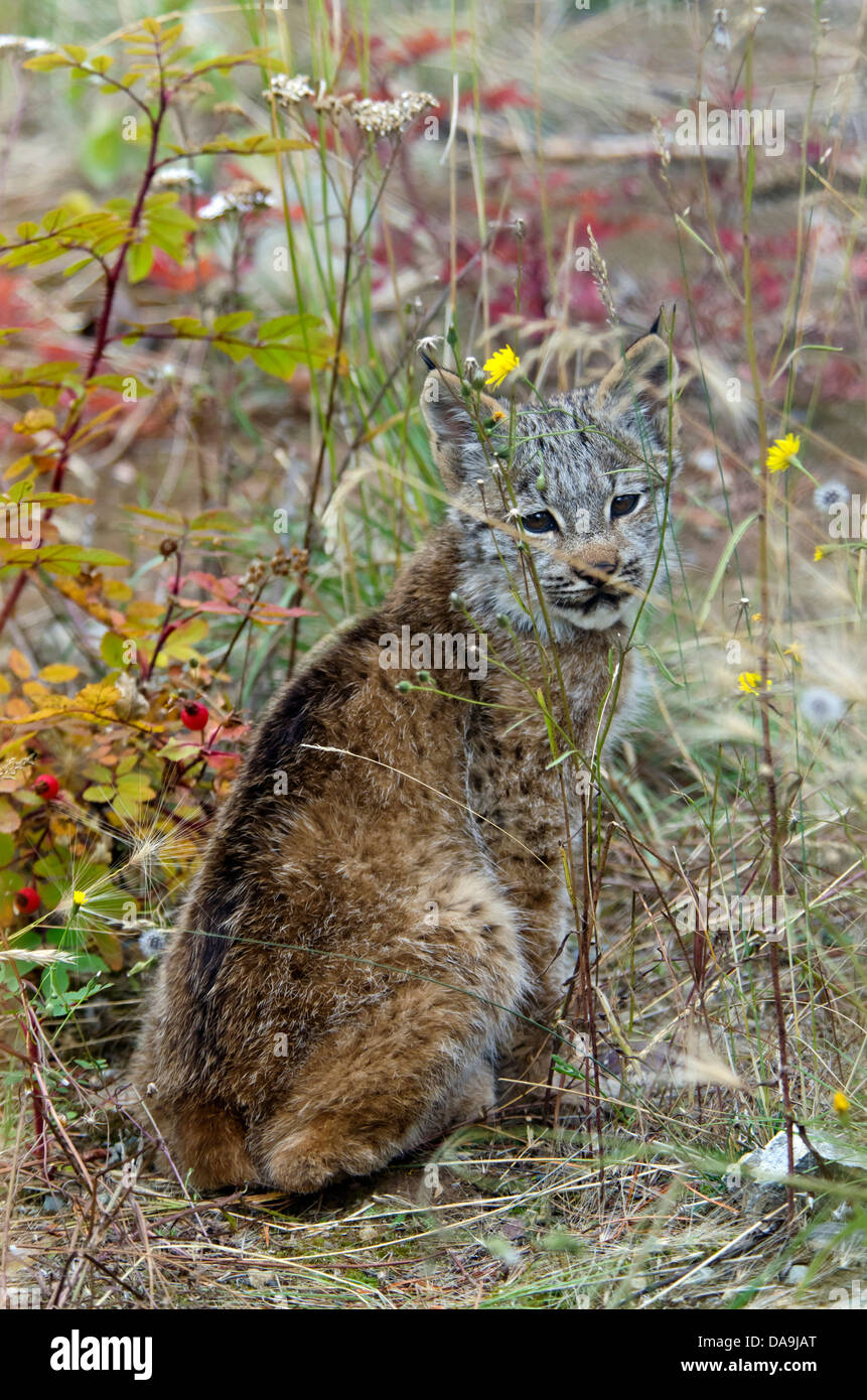 Baby lynx hi-res stock photography and images - Alamy