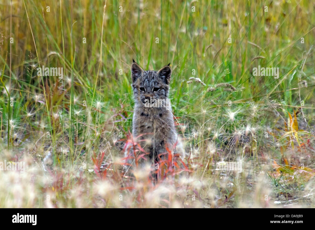Baby lynx hi-res stock photography and images - Alamy