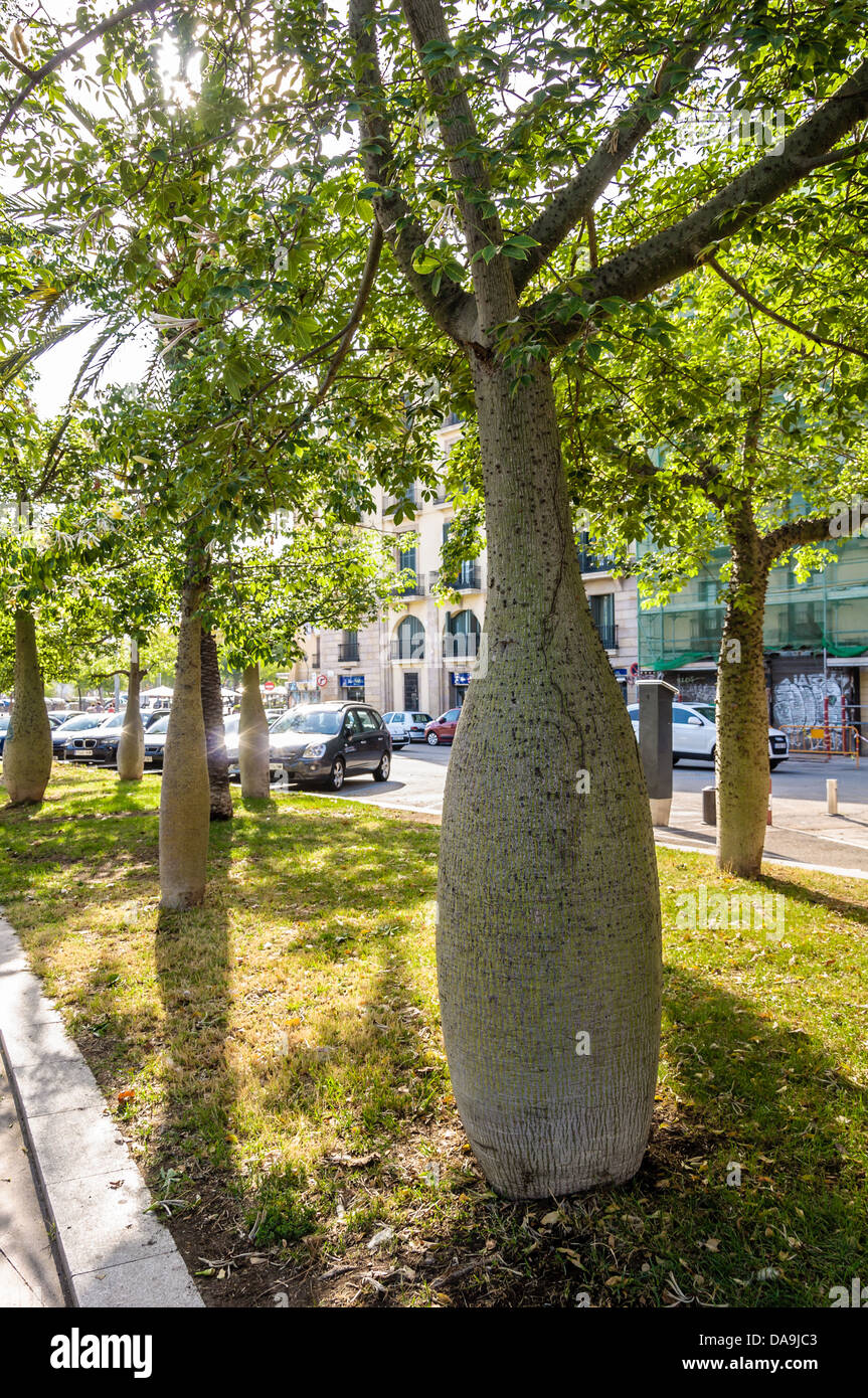 Tropical tree in Barcelona, Spain Stock Photo - Alamy