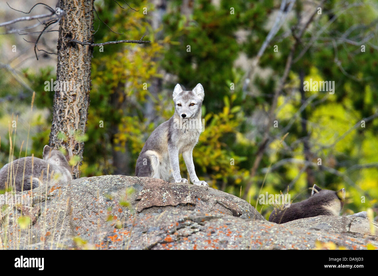 arctic fox, alopex lagopus, Yukon, wildlife, preserve, Canada, fox ...