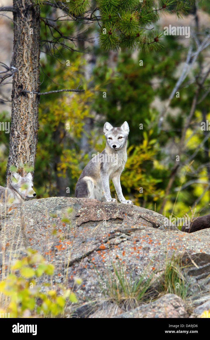 arctic fox, alopex lagopus, Yukon, wildlife, preserve, Canada, fox ...