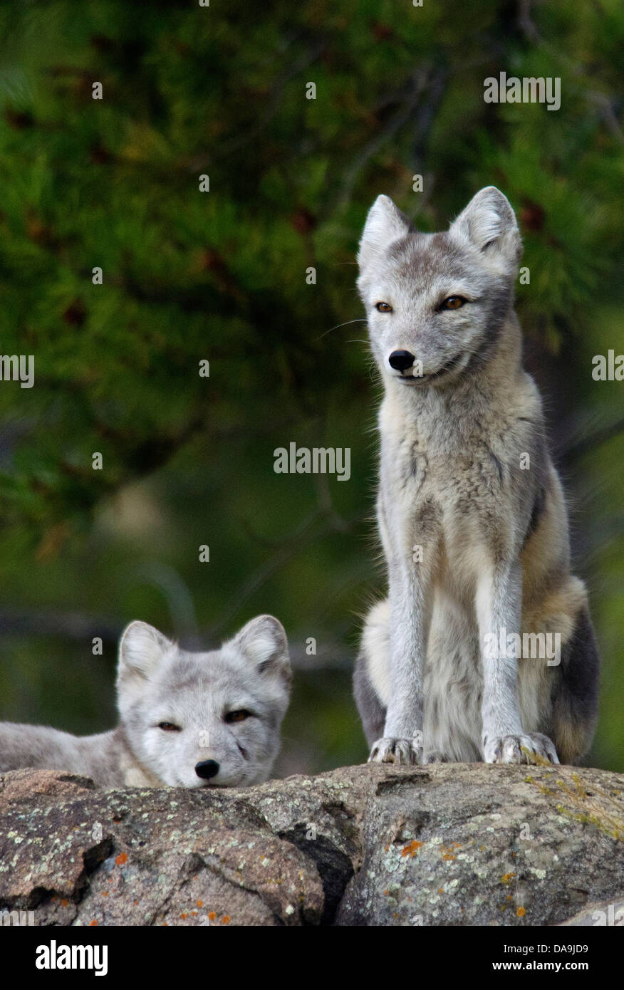 Arctic fox alopex lagopus hi-res stock photography and images - Alamy