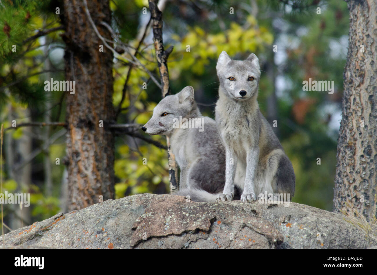 arctic fox, alopex lagopus, Yukon, wildlife, preserve, Canada, fox ...