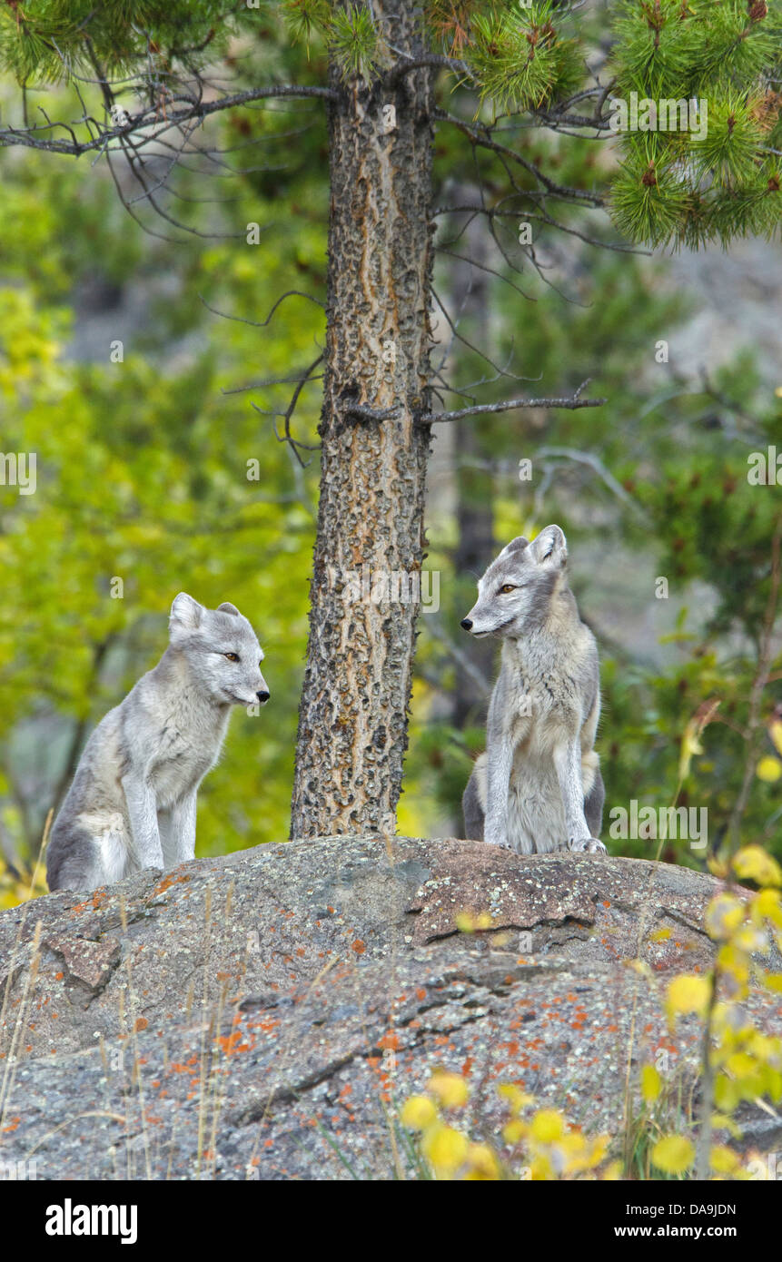 arctic fox, alopex lagopus, Yukon, wildlife, preserve, Canada, fox ...