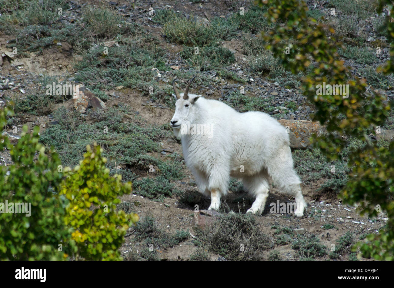 mountain goats, oreamnos americanus, Yukon, Canada, goats, animal Stock ...