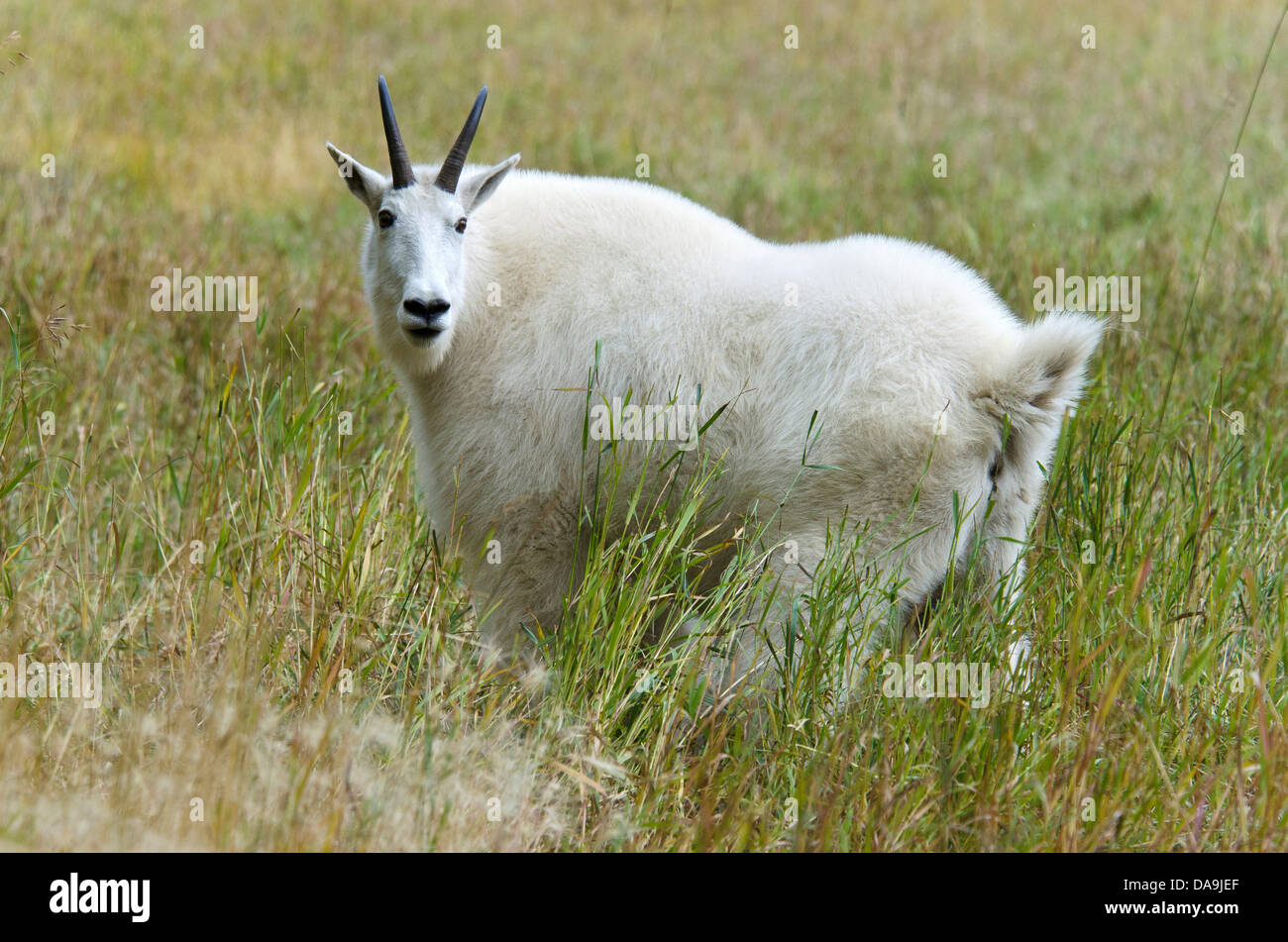mountain goats, oreamnos americanus, Yukon, Canada, goats, animal Stock ...