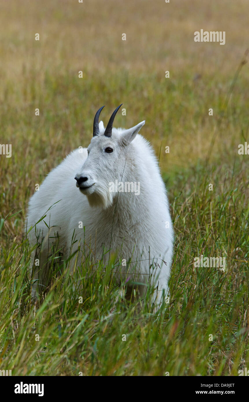 mountain goats, oreamnos americanus, Yukon, Canada, goats, animal Stock ...