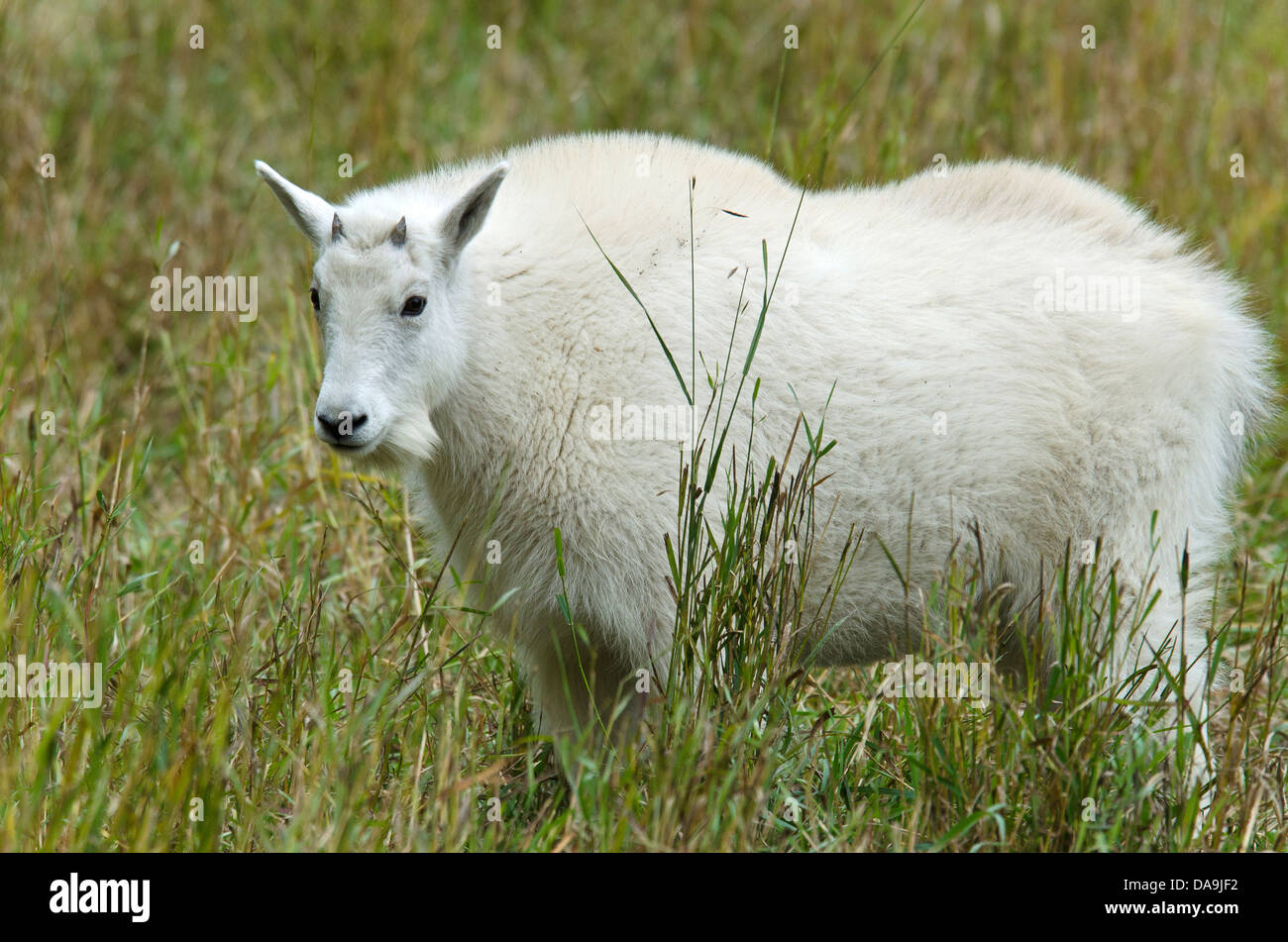 Goats hi-res stock photography and images - Alamy