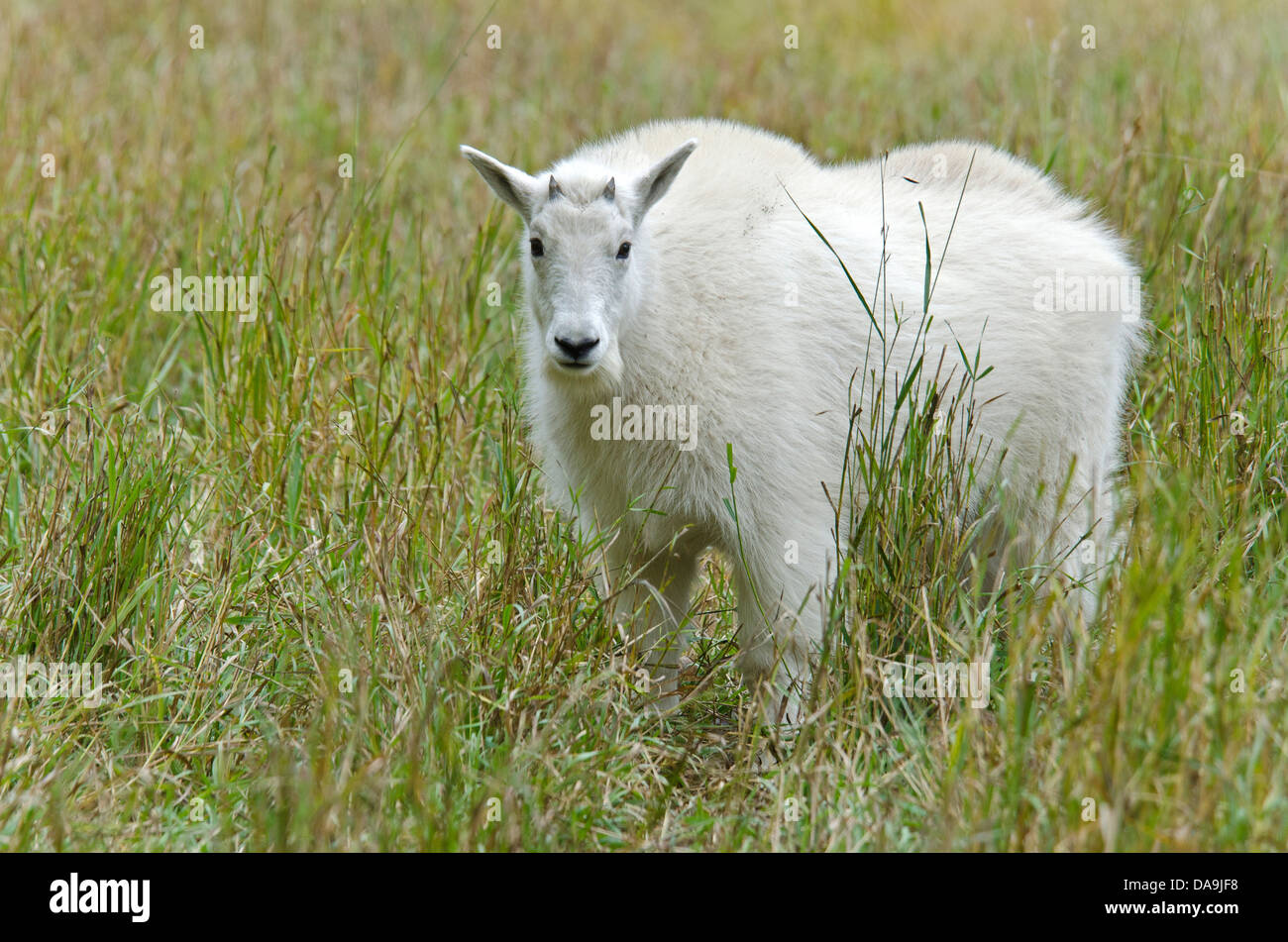 mountain goats, oreamnos americanus, Yukon, Canada, goats, animal Stock ...
