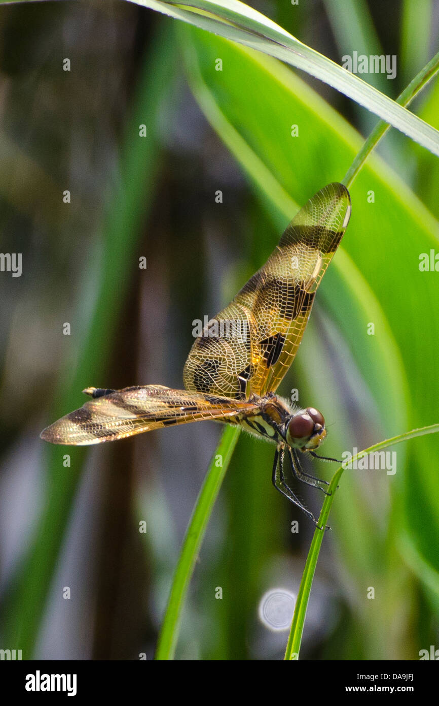 Celithemis eponina hi-res stock photography and images - Alamy