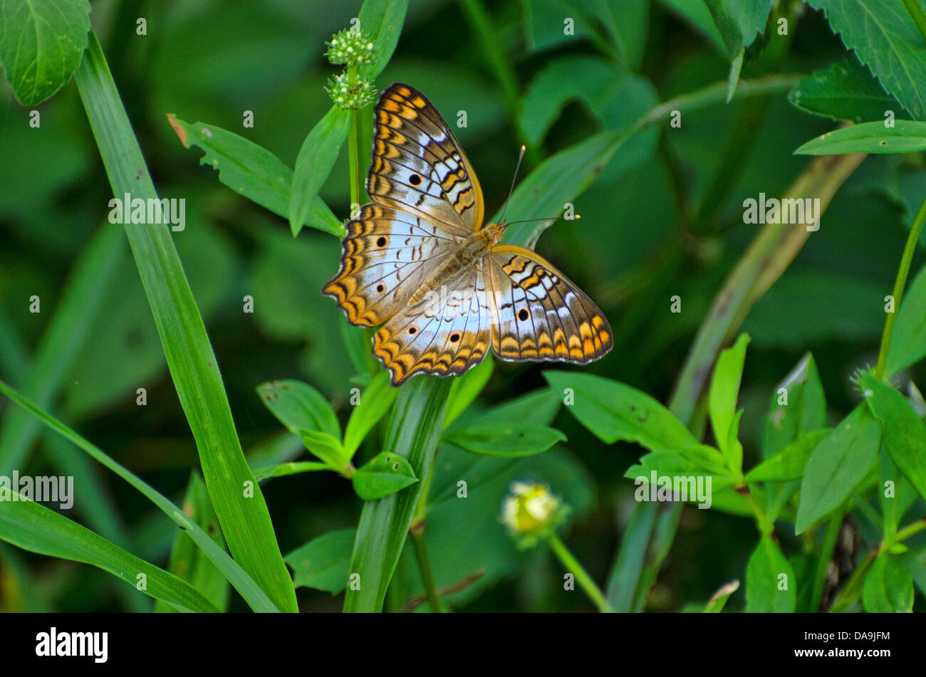 Anar hi-res stock photography and images - Alamy