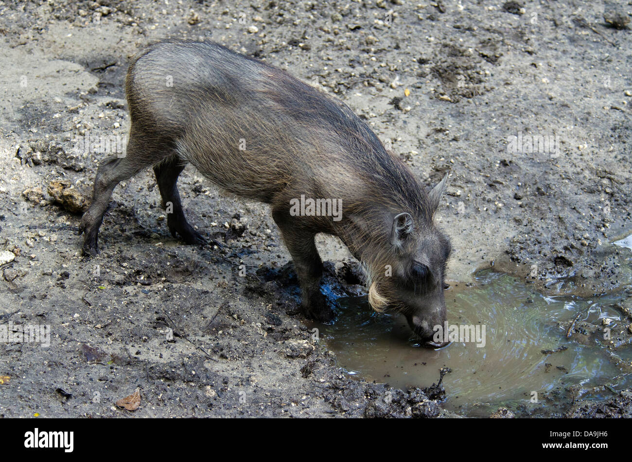 wart hog, Phacochoerus aethiopicus, animal, dirt Stock Photo - Alamy