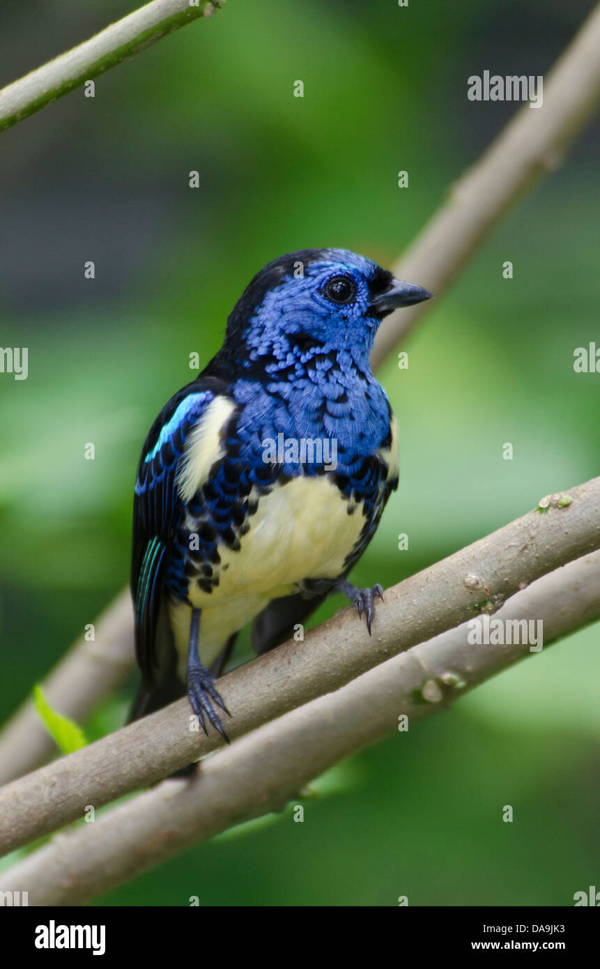 turquoise tanager, tangara turquesa, tanager, bird, blue Stock Photo ...