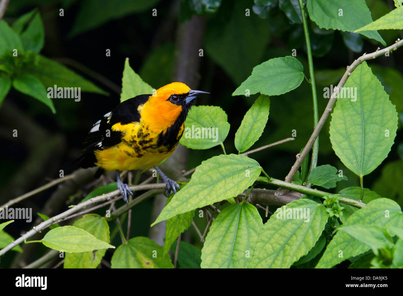 spot- breasted oriole, icterus pectoralis, oriole, bird Stock Photo - Alamy