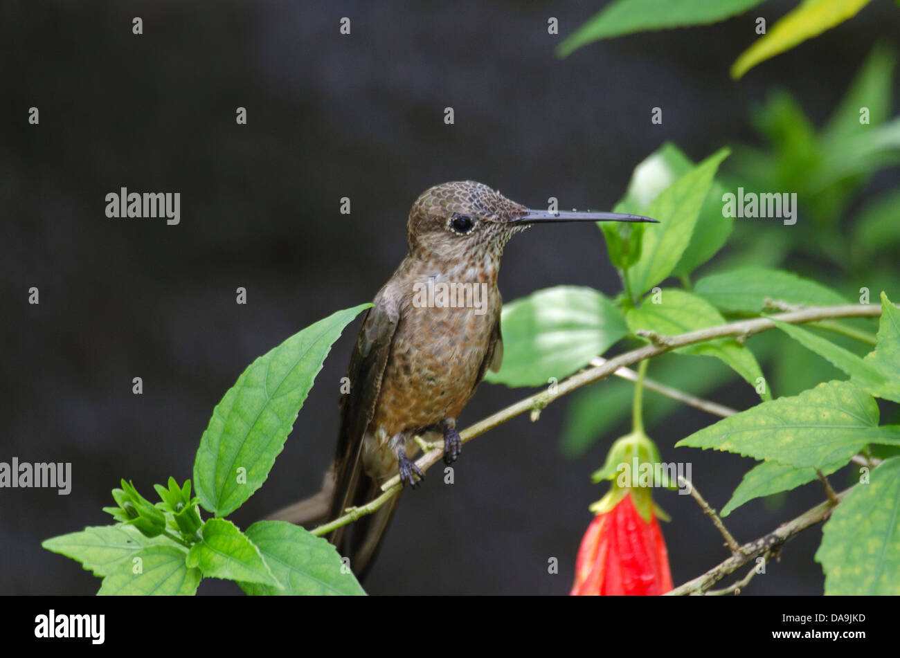 Giant Hummingbird Flying