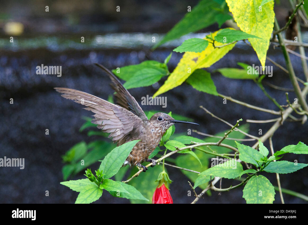 giant hummingbird, patagonia gigas, hummingbird, bird Stock Photo - Alamy