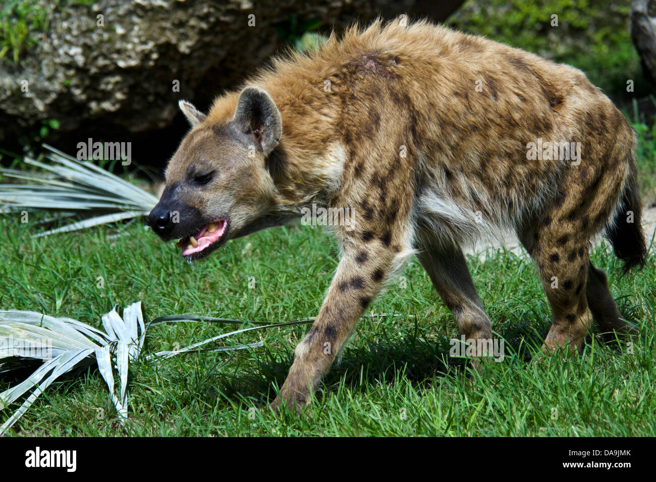 spotted hyena, crocuta crocuta, hyena, animal Stock Photo - Alamy