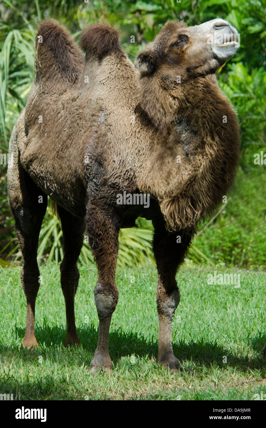 Camelus bactrianus hi-res stock photography and images - Alamy
