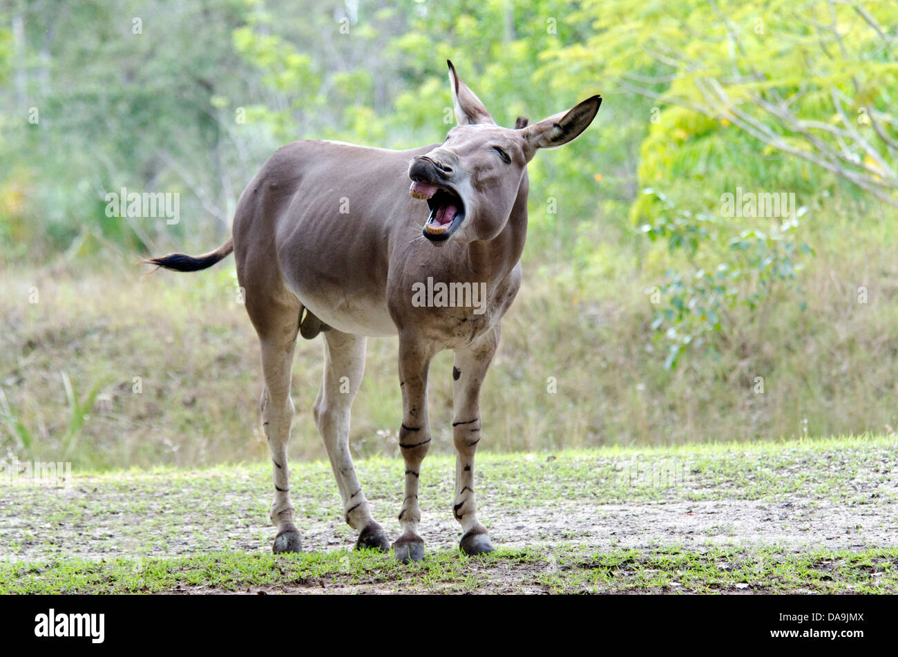 somali wild ass, equus africanus somaliensis, donkey, animal Stock ...