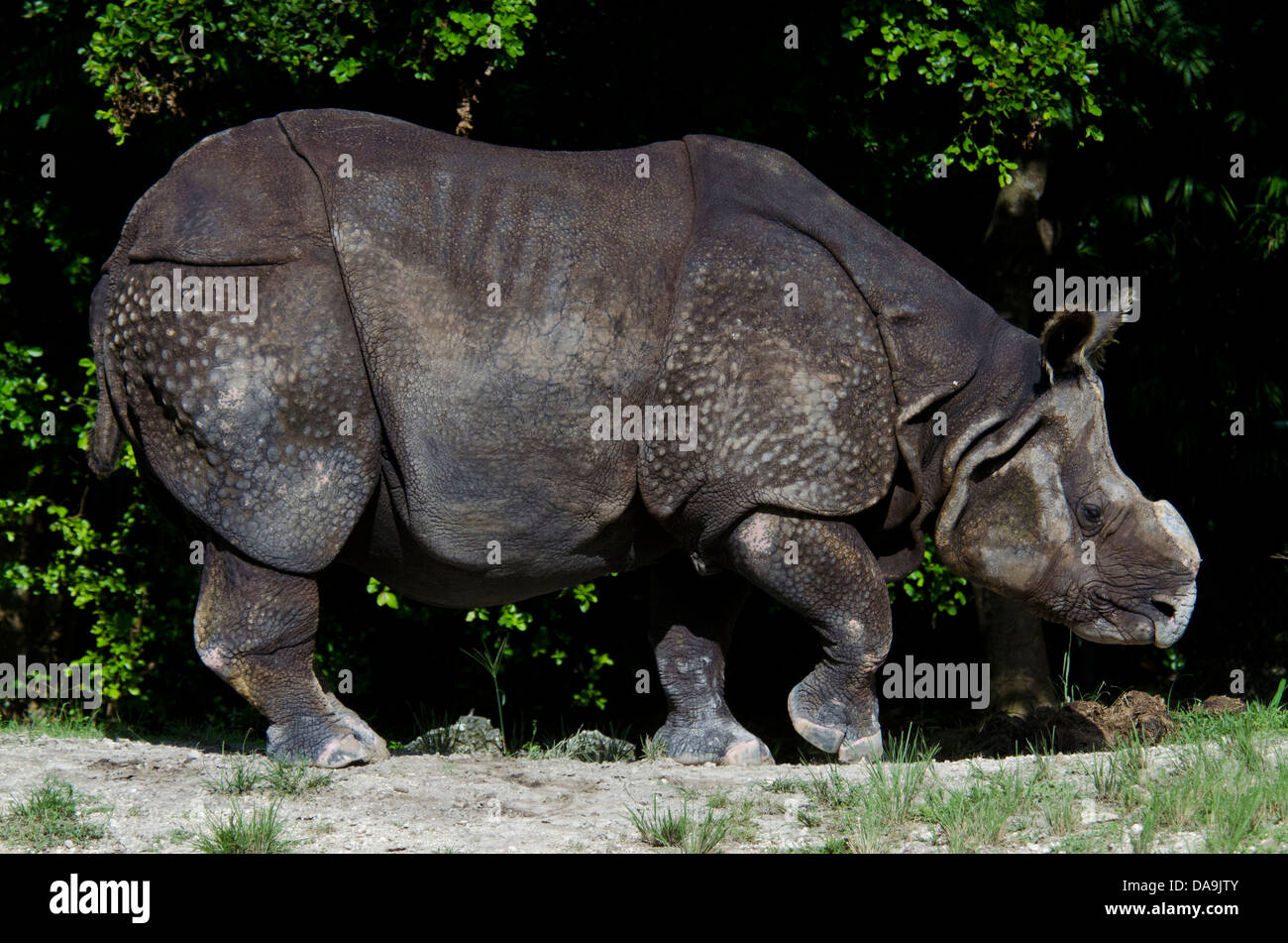One horned rhino hi-res stock photography and images - Alamy