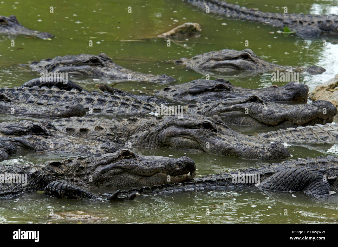 american alligator, alligator mississippiensis, Florida, USA ...