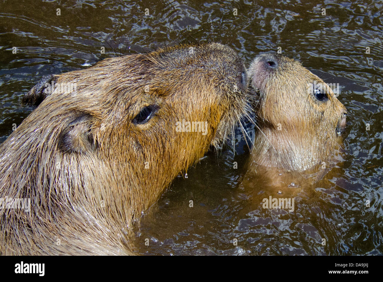 capybara, baby, hydrochoerus hydrochoerus, animal, young, rodent Stock ...