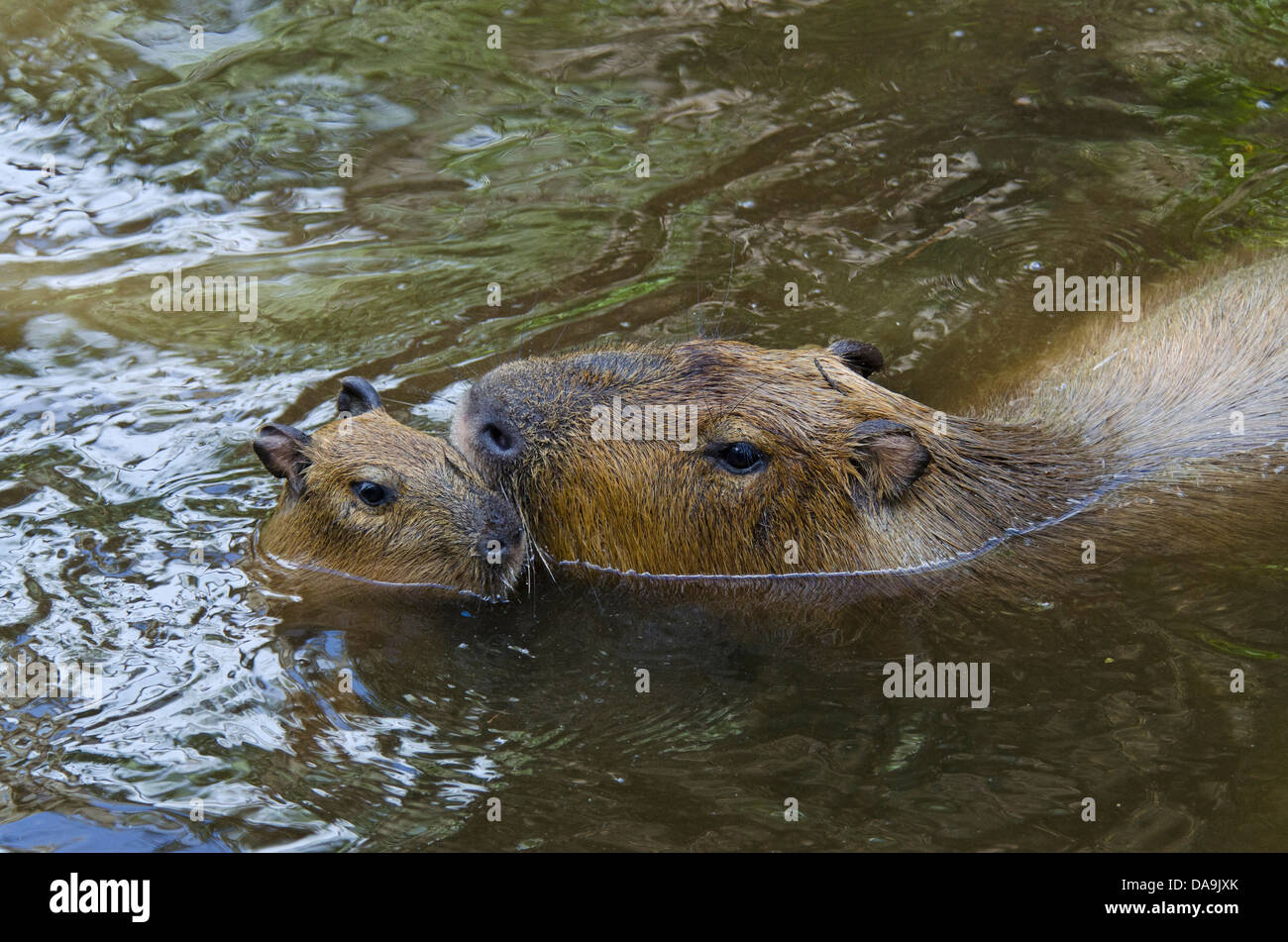 Capybara Baby High Resolution Stock Photography and Images - Alamy