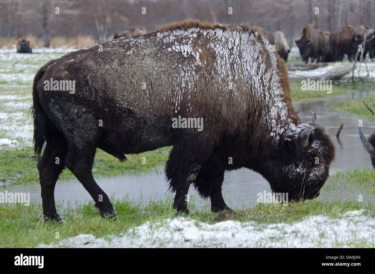 wood bison, bison bison athabascae, Alaska, wildlife, conservation ...