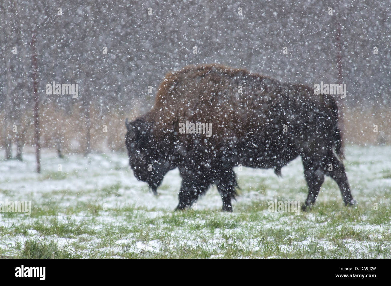 wood bison, bison bison athabascae, Alaska, wildlife, conservation ...