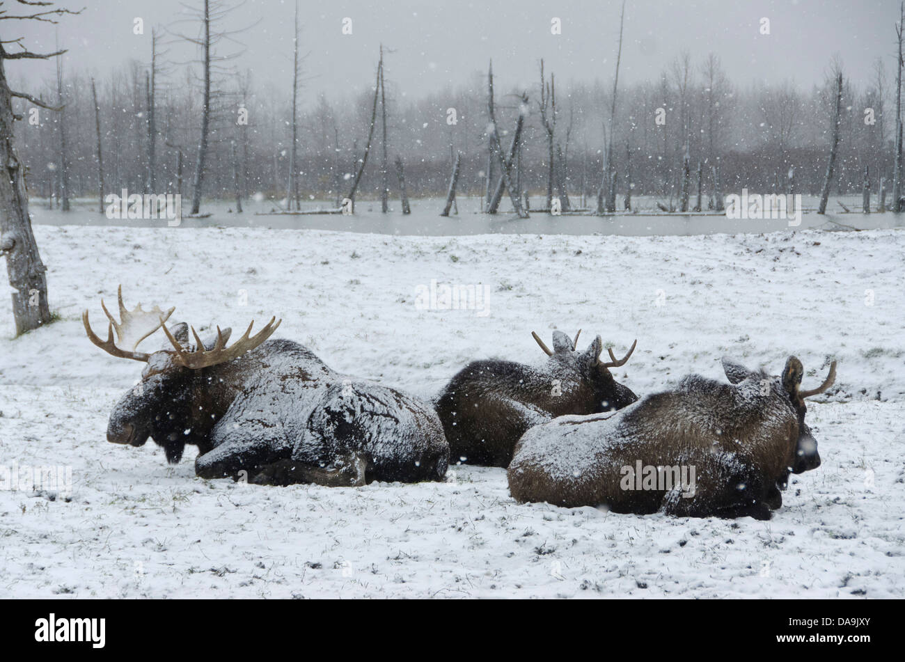 Alaska animal hi-res stock photography and images - Alamy