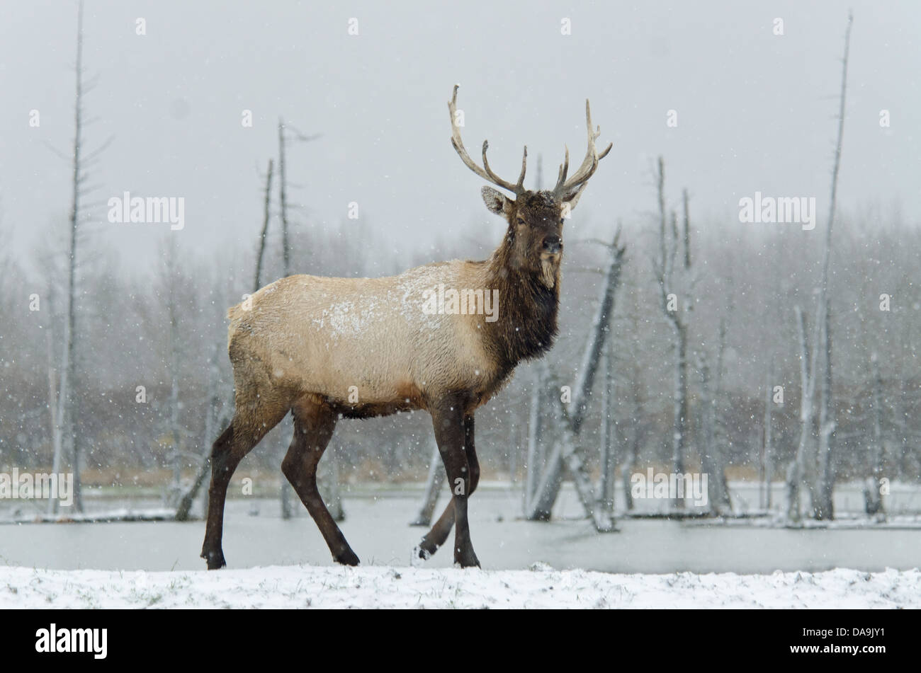 elk, cervus elaphus, animal, Alaska, wildlife, conservation center, USA ...