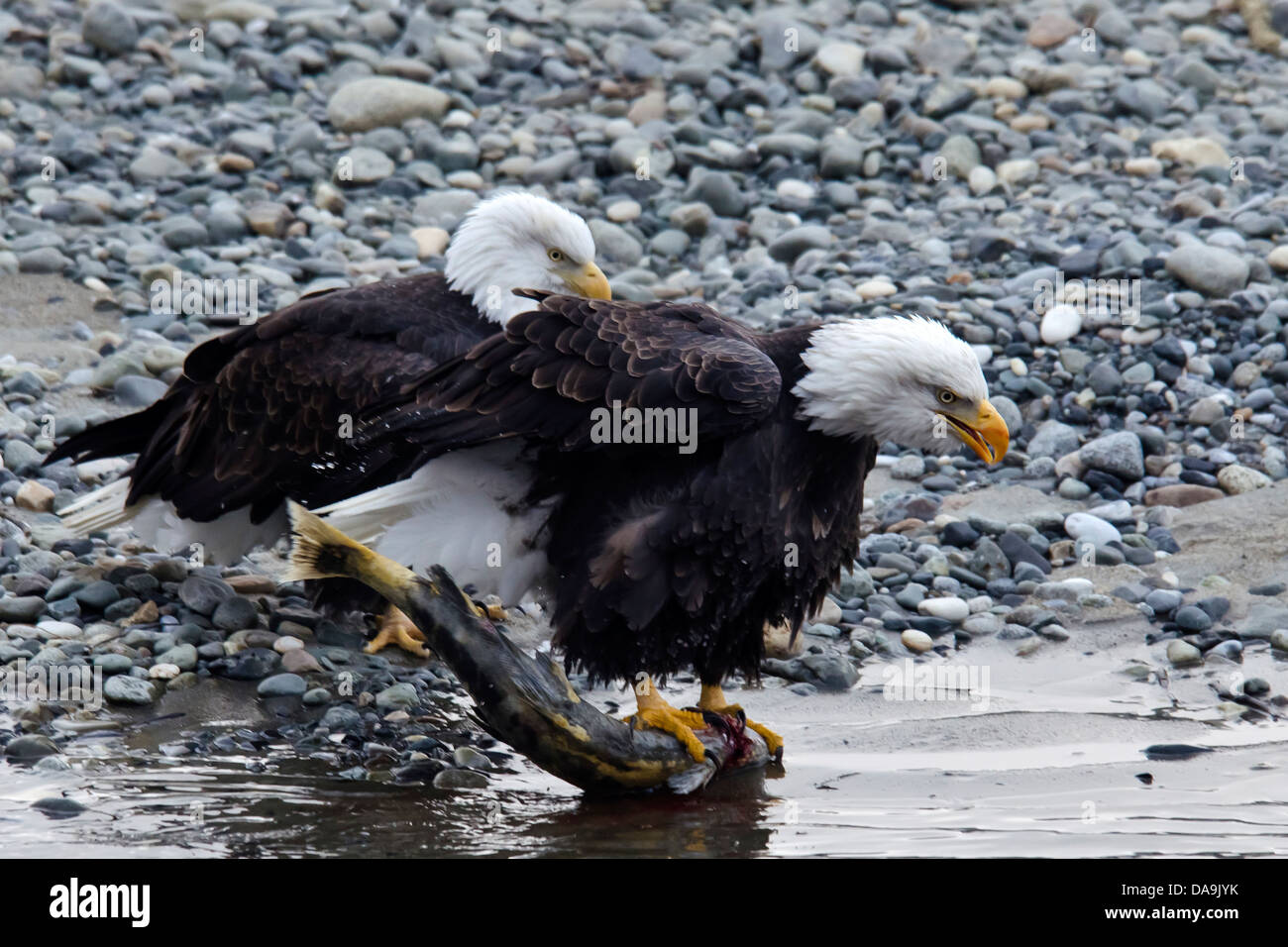 Chilkat bald eagle preserve hi-res stock photography and images - Alamy