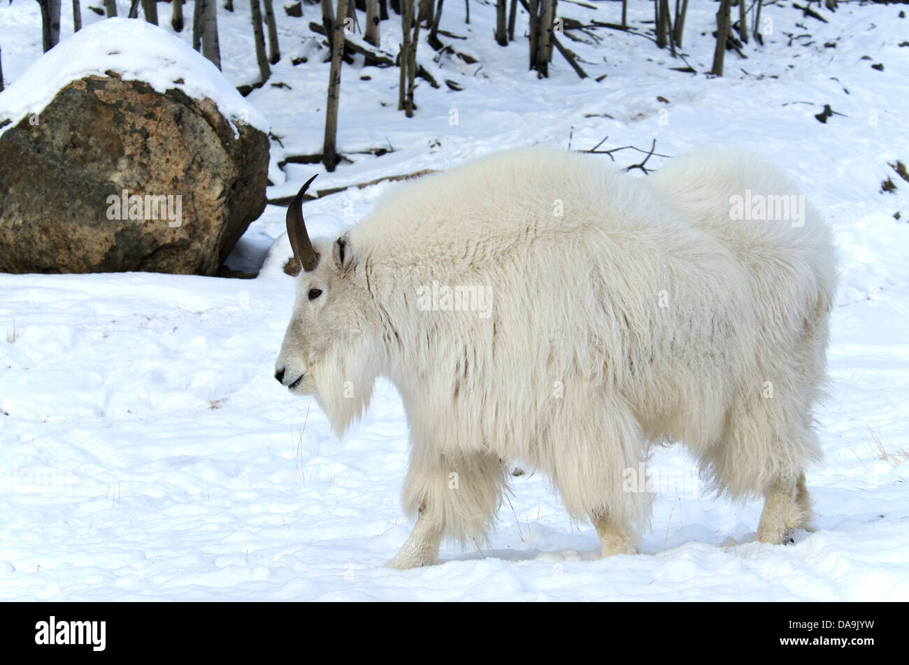 mountain goats, oreamnos americanus, Yukon, Canada, goats, animal ...