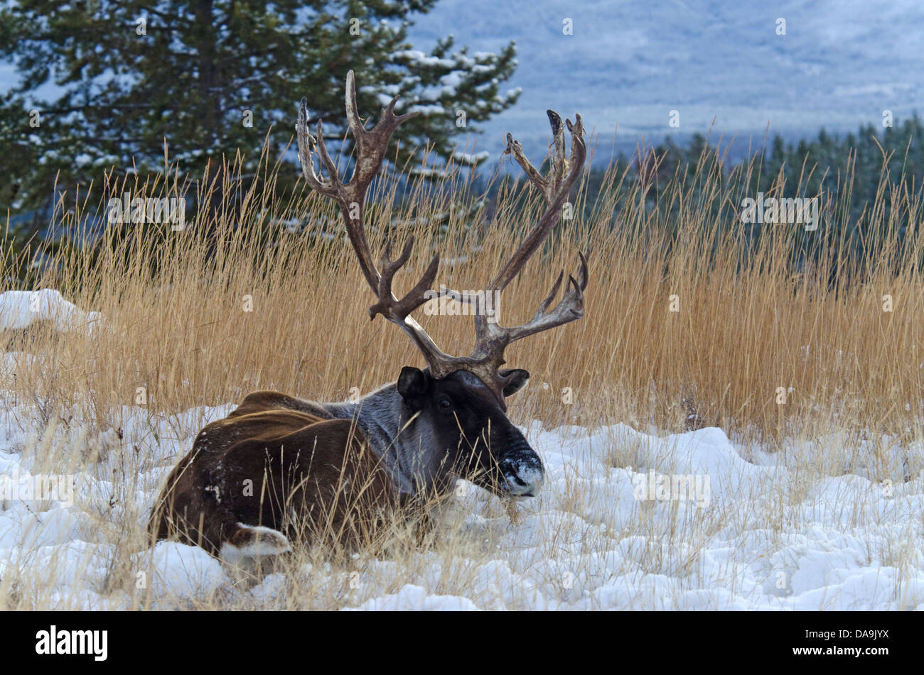 Woodland caribou hi-res stock photography and images - Alamy