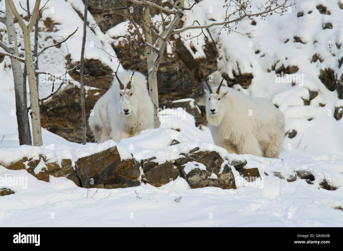 Yukon canada winter hi-res stock photography and images - Alamy