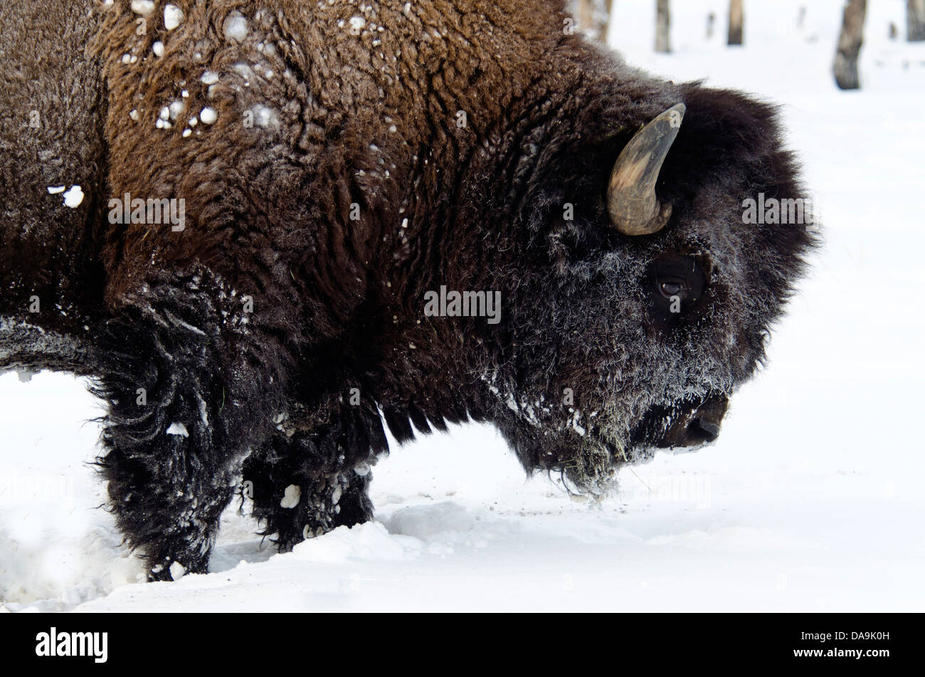wood bison, bison bison athabascae, Yukon, Canada, bison, winter ...