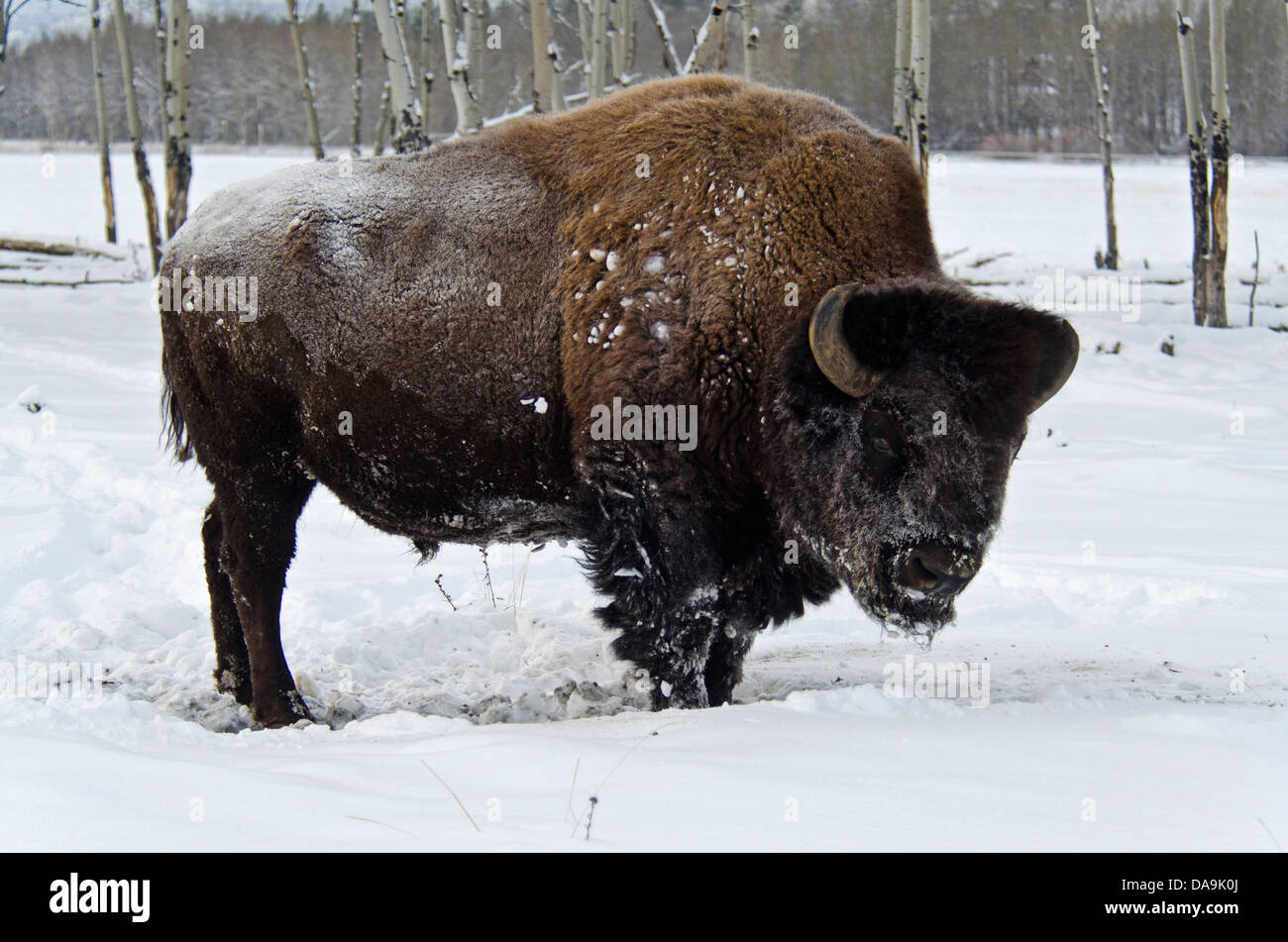 wood bison, bison bison athabascae, Yukon, Canada, bison, winter ...