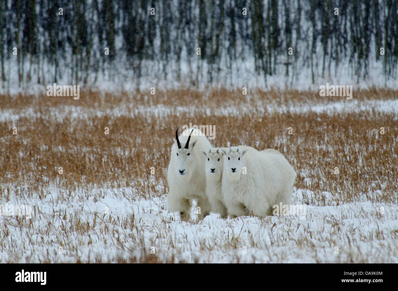 mountain goats, oreamnos americanus, Yukon, Canada, goats, animal ...