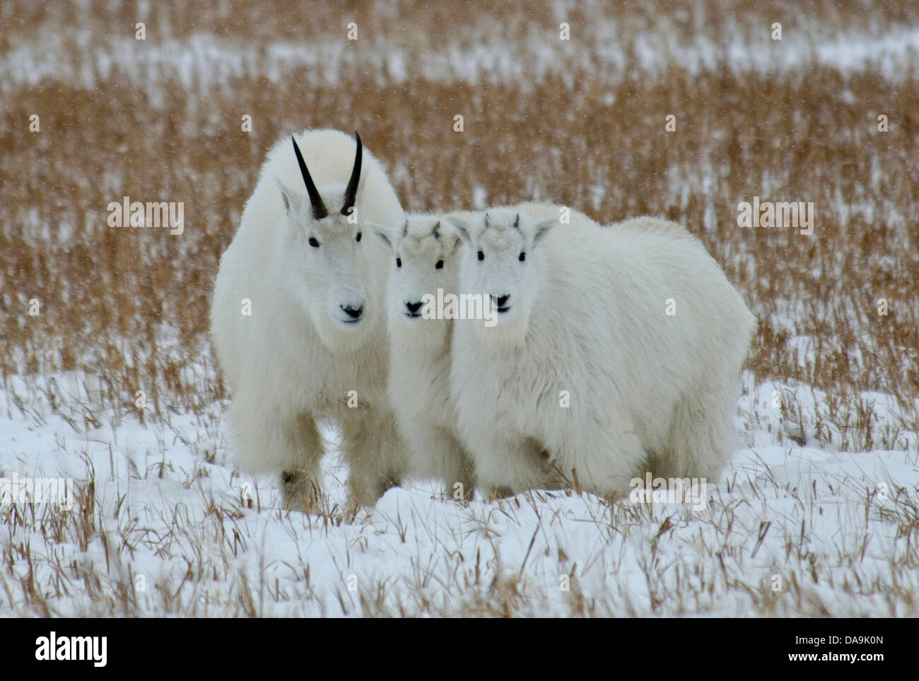 mountain goats, oreamnos americanus, Yukon, Canada, goats, animal ...