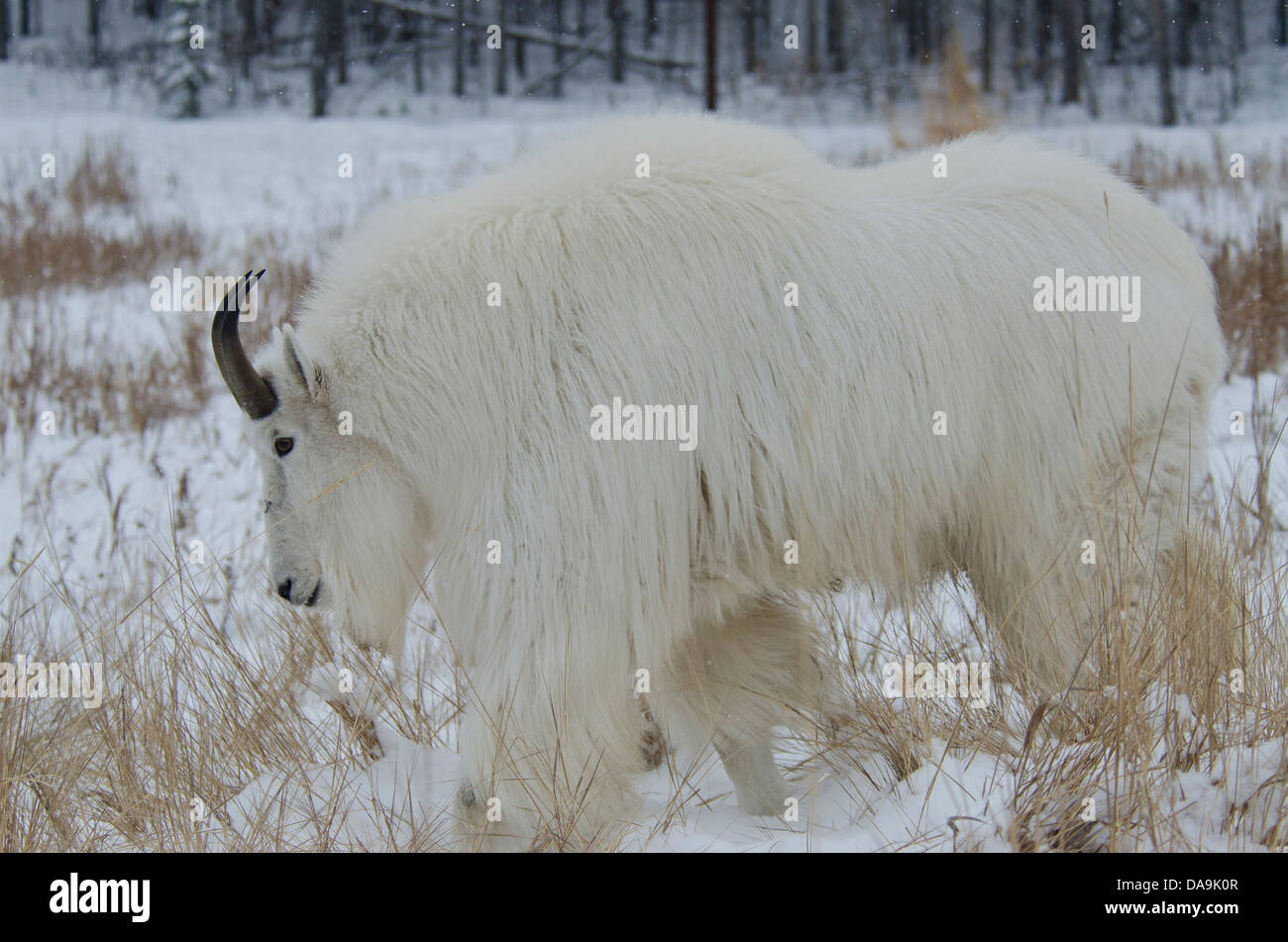 mountain goats, oreamnos americanus, Yukon, Canada, goats, animal ...