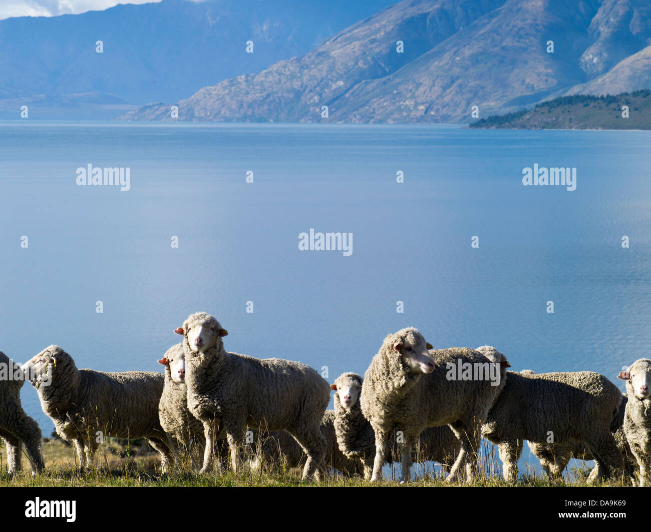 Sheep & Lake Wakatipu, one of New Zealand's most beautiful lakes ...